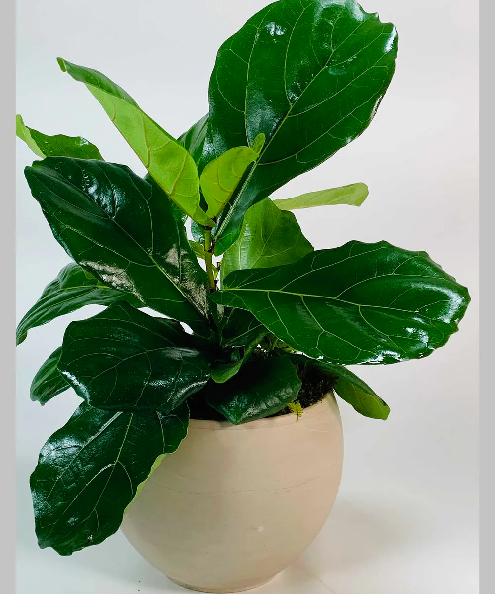 Fiddly Fig Plant 6" | Kansas City Plant Delivery